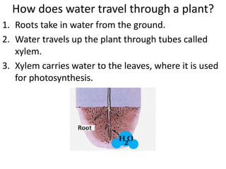 Plant structure | PPT