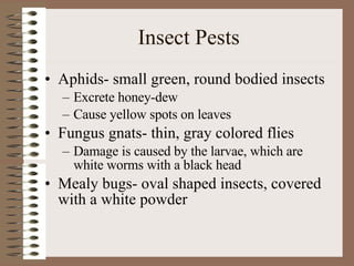 Plant Structure & Growth | PPT | Gardening | Home & Garden