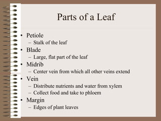Plant Structure & Growth | PPT