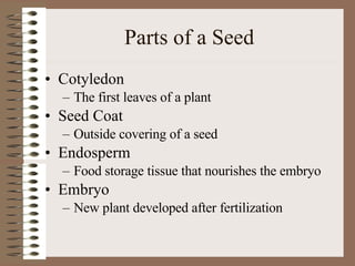 Plant Structure & Growth | PPT | Gardening | Home & Garden