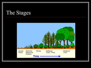 Plant succession | PPT