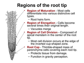 plant-tissue tissue can be defined as a group of cells with similar ...