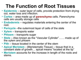 plant-tissue tissue can be defined as a group of cells with similar ...
