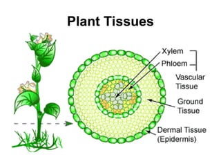 plant-tissue tissue can be defined as a group of cells with similar ...