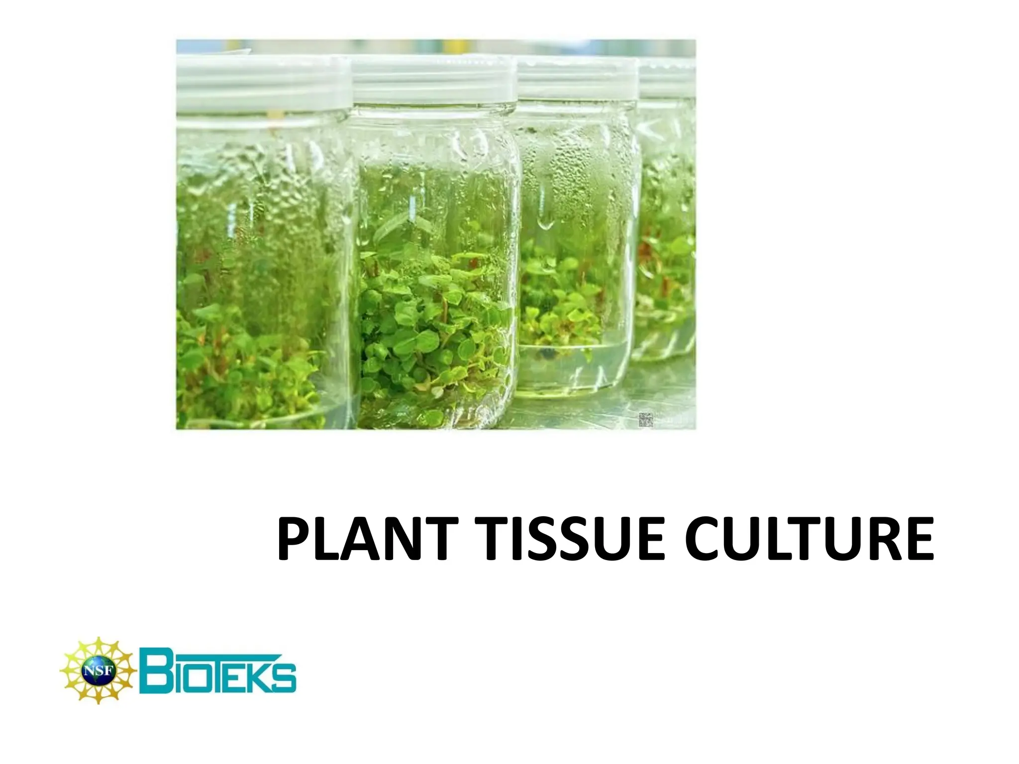 PLANT-TISSUE-CULTURE and its process how to do plant tissue culture | PPT