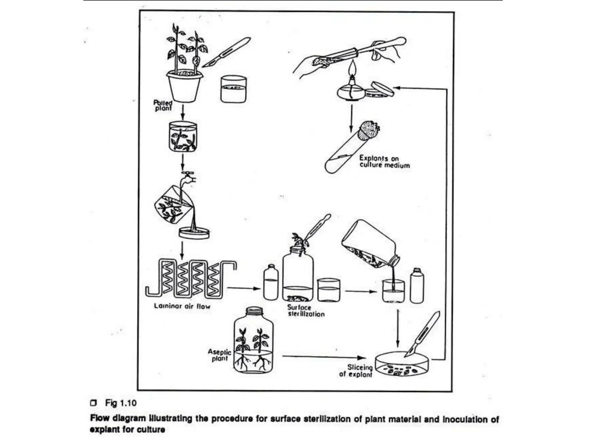 PLANT-TISSUE-CULTURE and its process how to do plant tissue culture | PPT