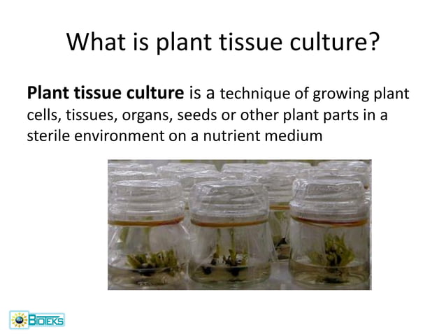 PLANT-TISSUE-CULTURE and its process how to do plant tissue culture | PPT