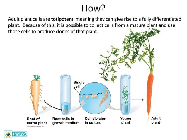 PLANT-TISSUE-CULTURE and its process how to do plant tissue culture | PPT