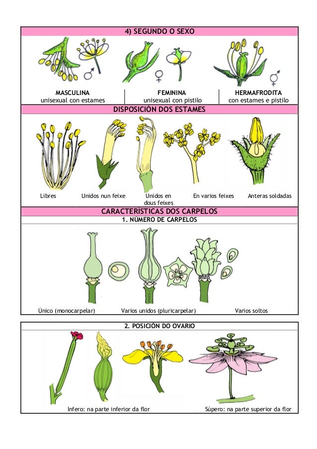 As plantas: as flores