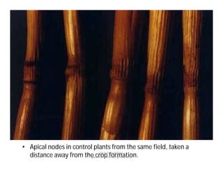 ABNORMALITAS TUMBUHAN DARI CROP CIRCLE | PDF