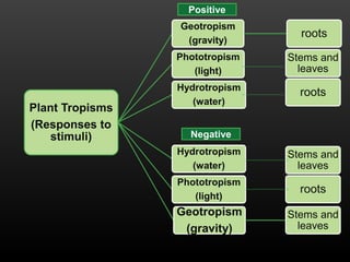 Plant adaptation: Reaction to Stimuli/ Tropism | PPTX