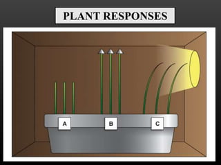 Plant adaptation: Reaction to Stimuli/ Tropism | PPTX
