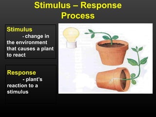Plant adaptation: Reaction to Stimuli/ Tropism | PPTX