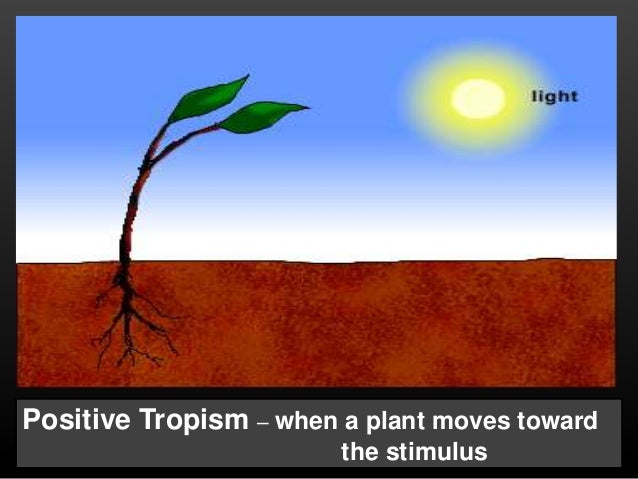 Plant adaptation: Reaction to Stimuli/ Tropism