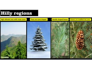 Plant adaptation | PDF