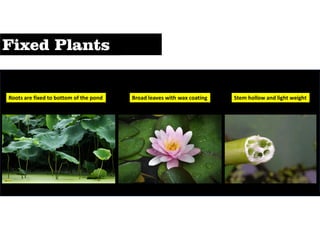 Aquatic Plants Fixed Plants