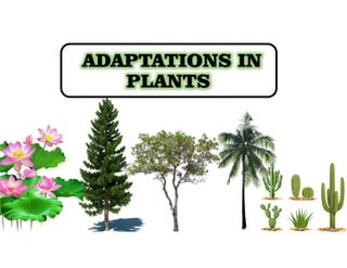 Plant Adaptations Of Plants Biology