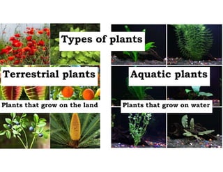 Examples Of Terrestrial Plants Names