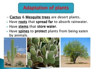 Plant Adaptation | PPT