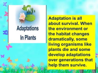 Plant Adaptation | PPTX