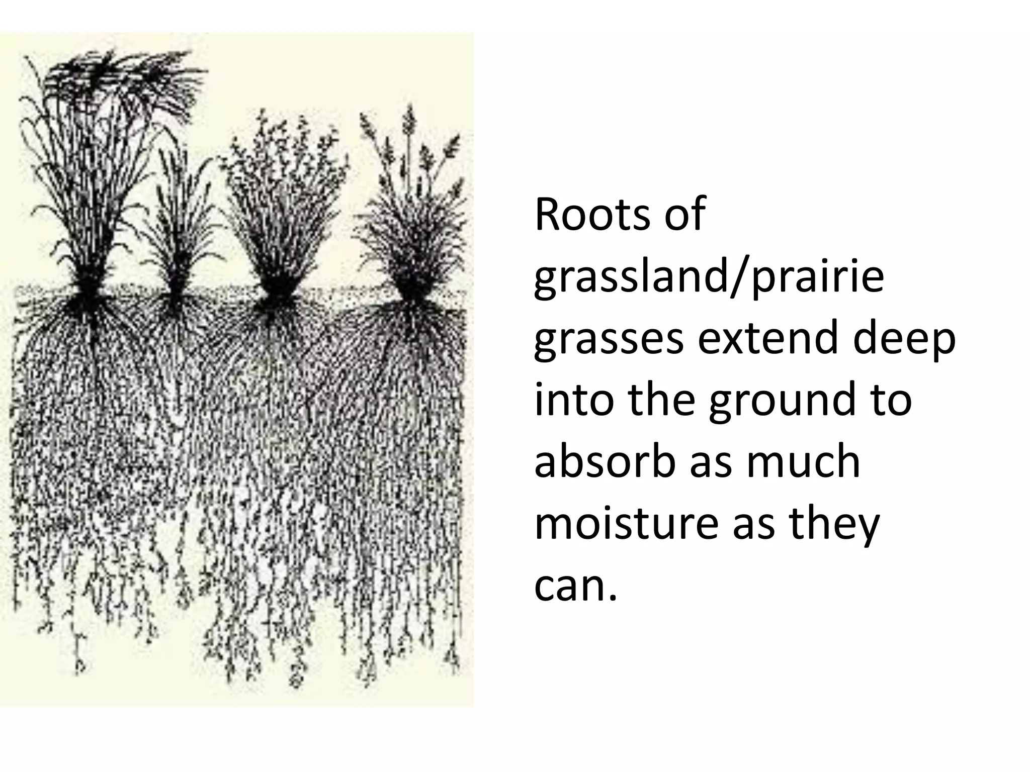 Plant Adaptations | PPTX