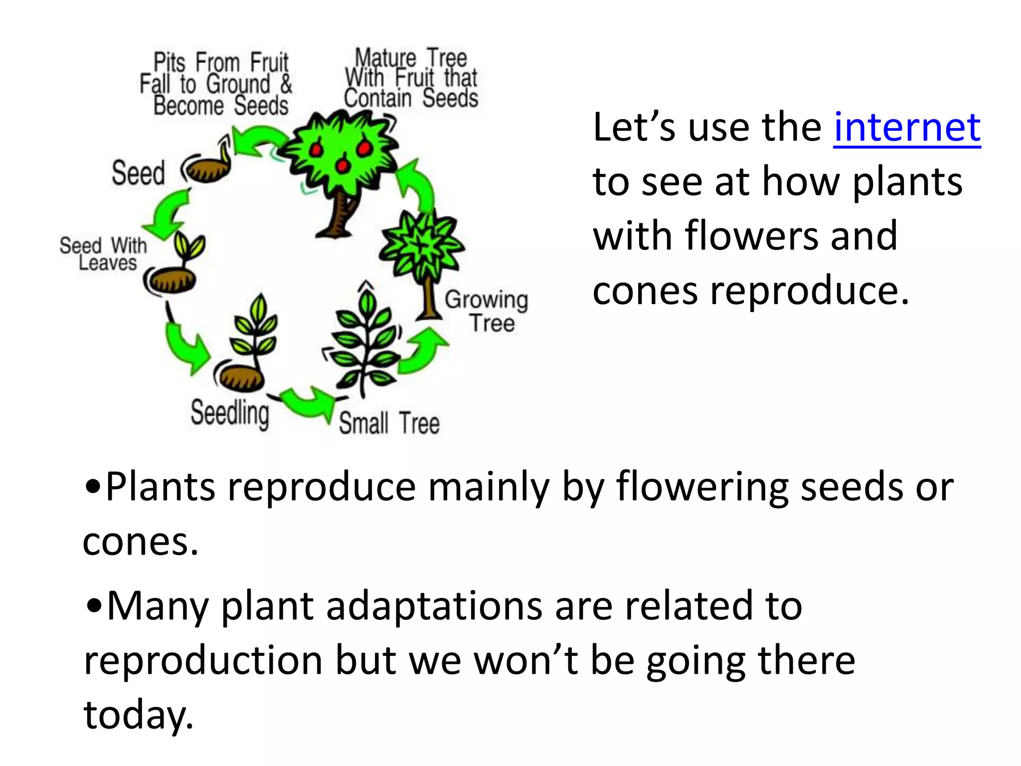 Plant Adaptations | PPTX