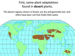 Plant Adaptations | PPTX