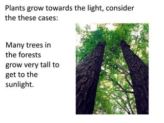 Plant Adaptations | PPTX | Gardening | Home & Garden