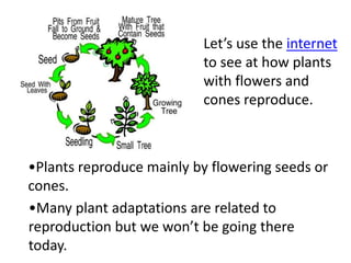 Plant Adaptations | PPTX