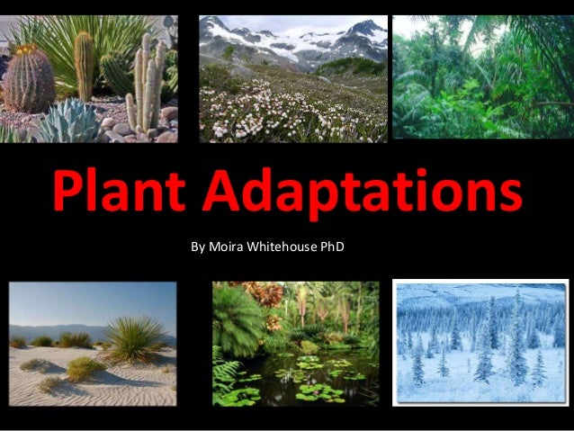 Ecological Adaptations Of Desert Plants Ppt