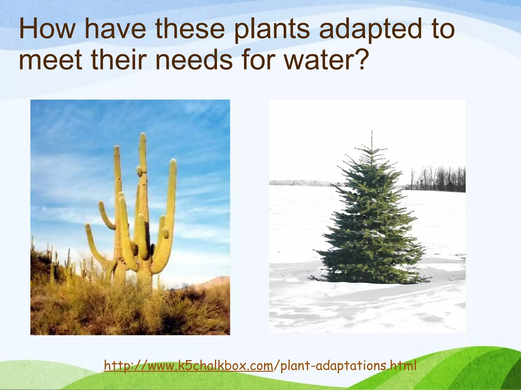 Plant Adaptations | PPT