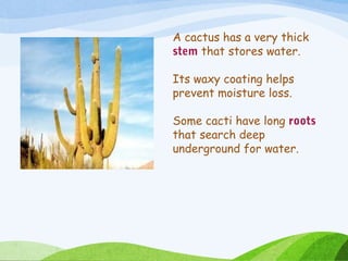 Plant Adaptations | PPT
