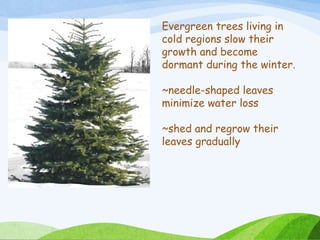 Plant Adaptations | PPT