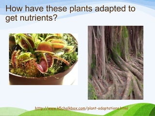Plant Adaptations | PPT