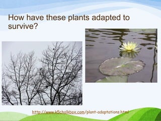 Plant Adaptations | PPT