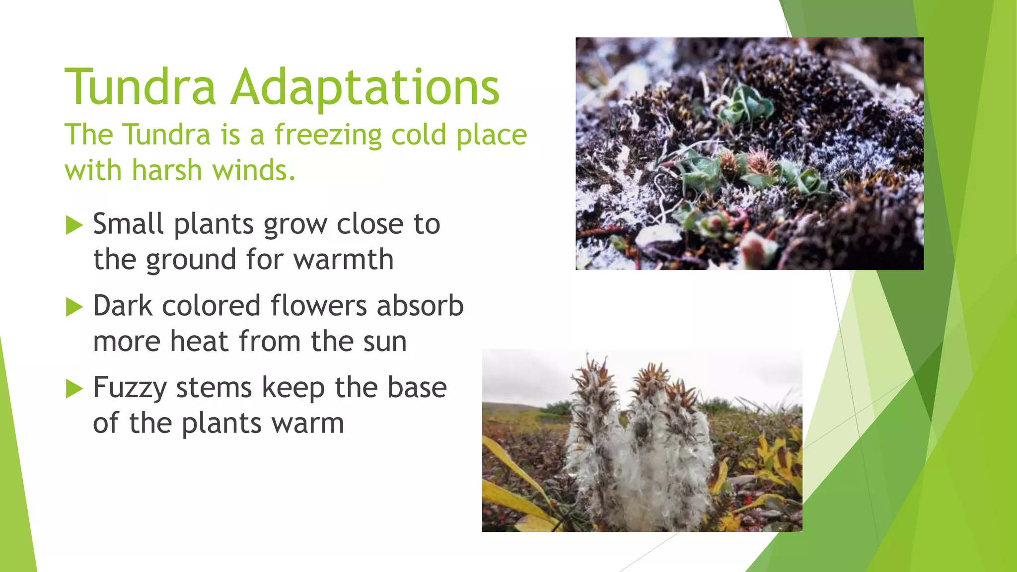 Plant adaptations | PPTX