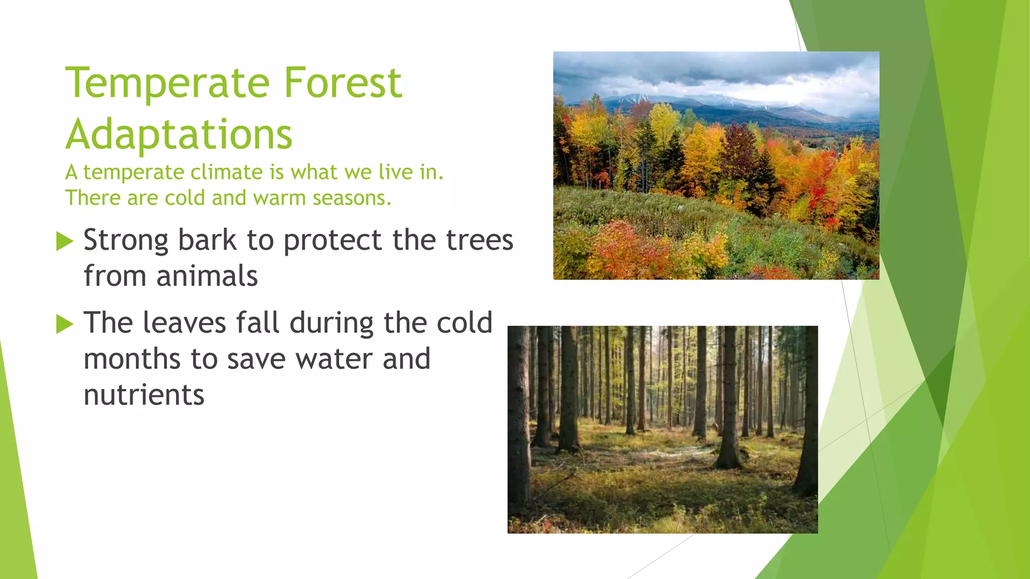 Plant adaptations | PPTX