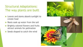 Plant adaptations | PPTX