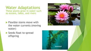 Plant adaptations | PPTX