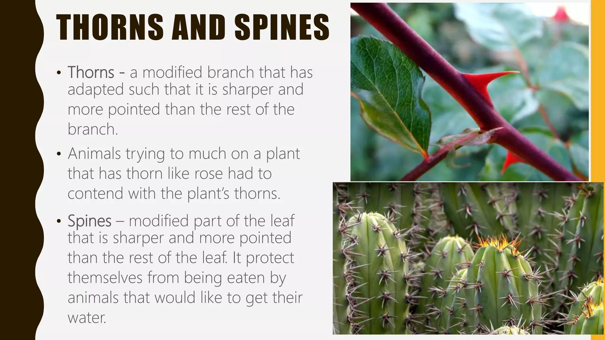 Plant Adaptations Ppt
