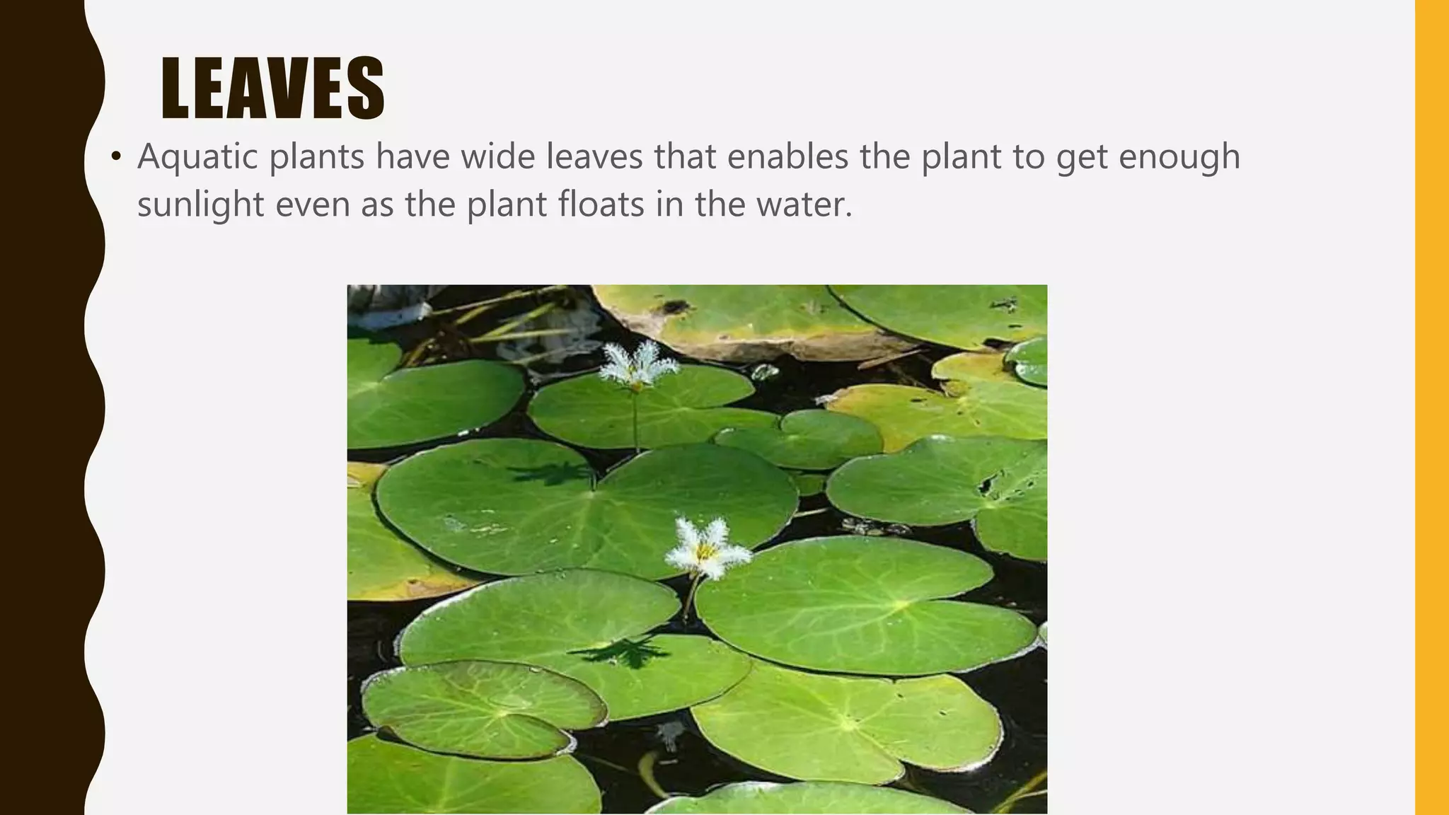 Plant adaptations | PPTX