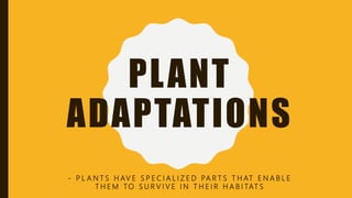 Plant adaptations | PPTX | Gardening | Home & Garden