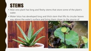 Plant adaptations | PPTX