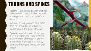 Plant adaptations | PPTX