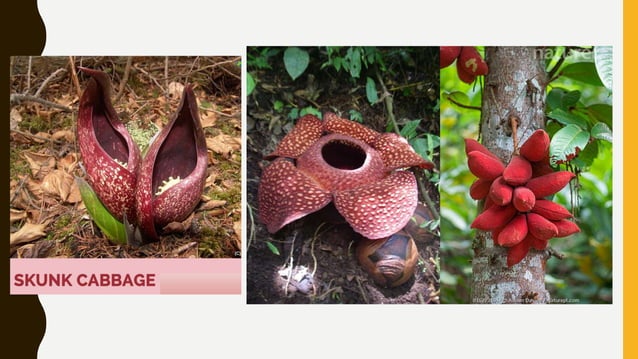 Plant adaptations | PPT