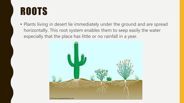 Plant adaptations | PPT