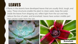 Plant adaptations | PPTX | Gardening | Home & Garden