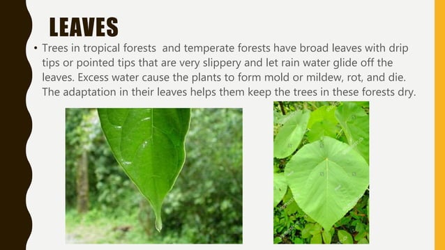Plant adaptations | PPT