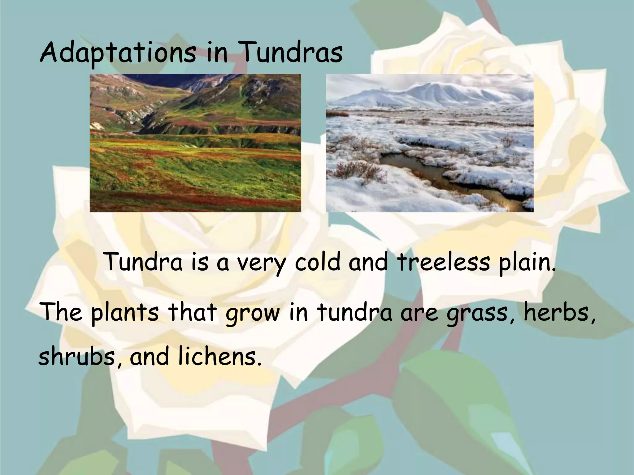 Plant adaptations | PPTX