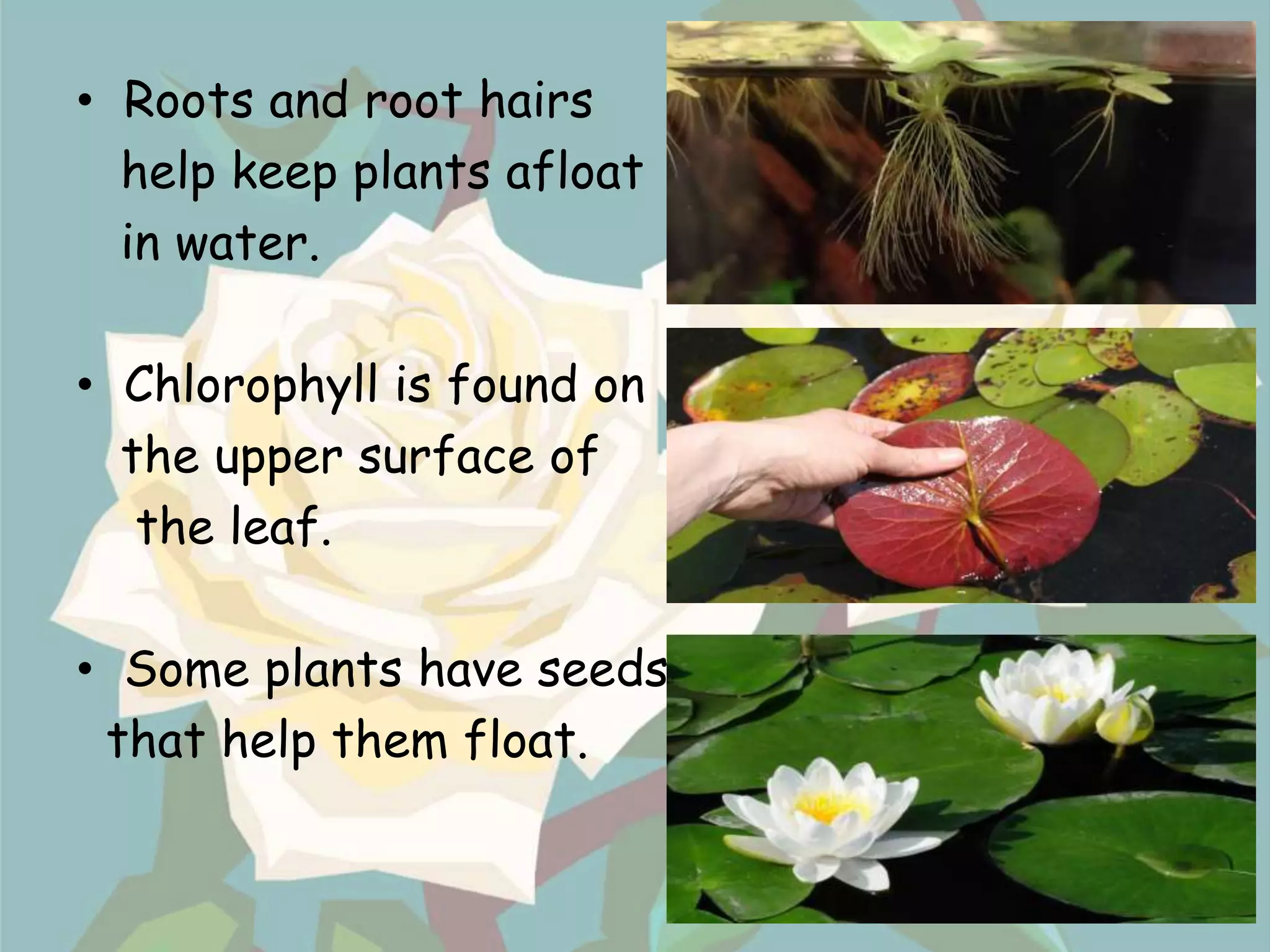 Plant adaptations | PPTX